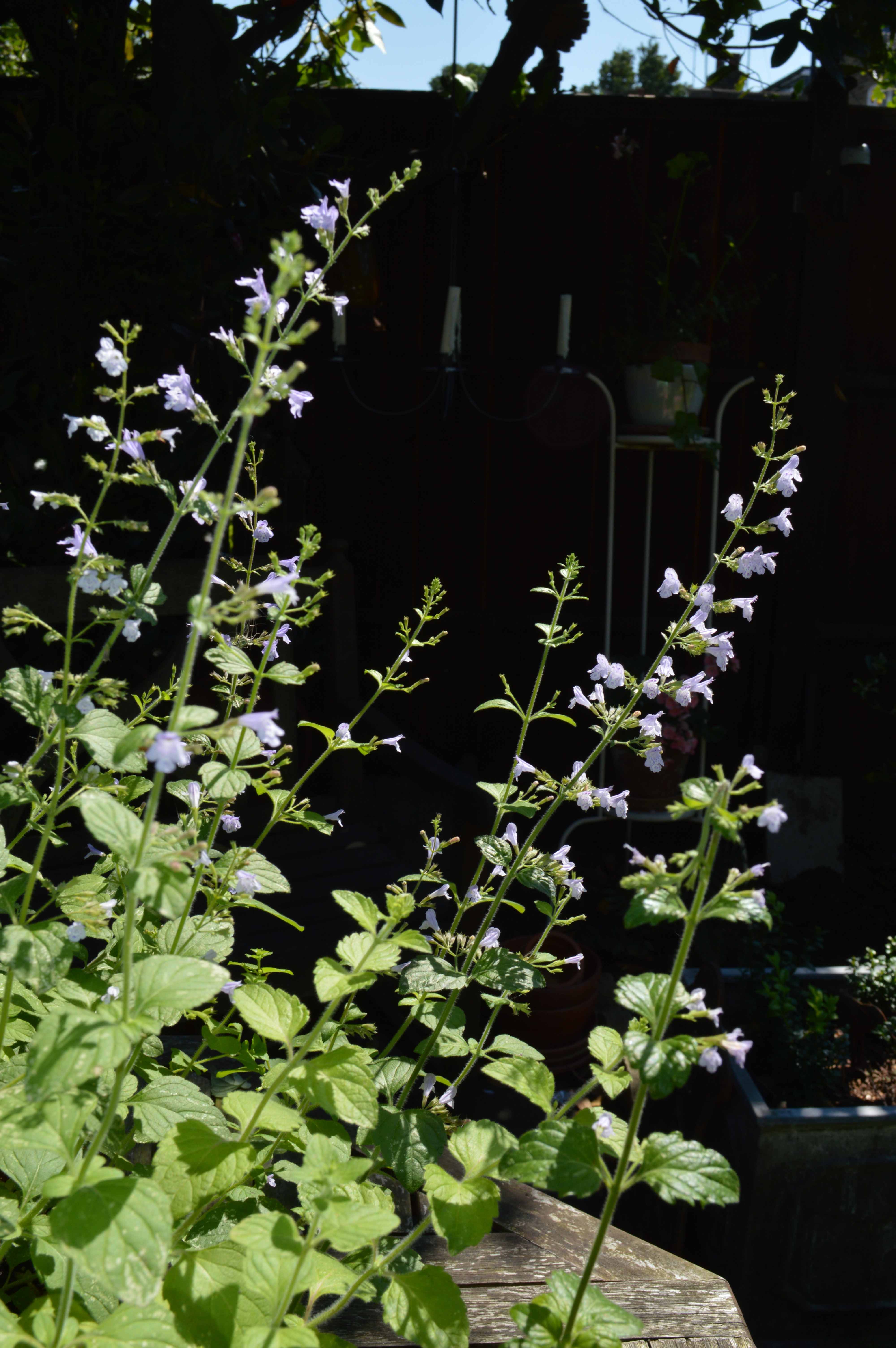 Event: Nepitella – The Event Gardener