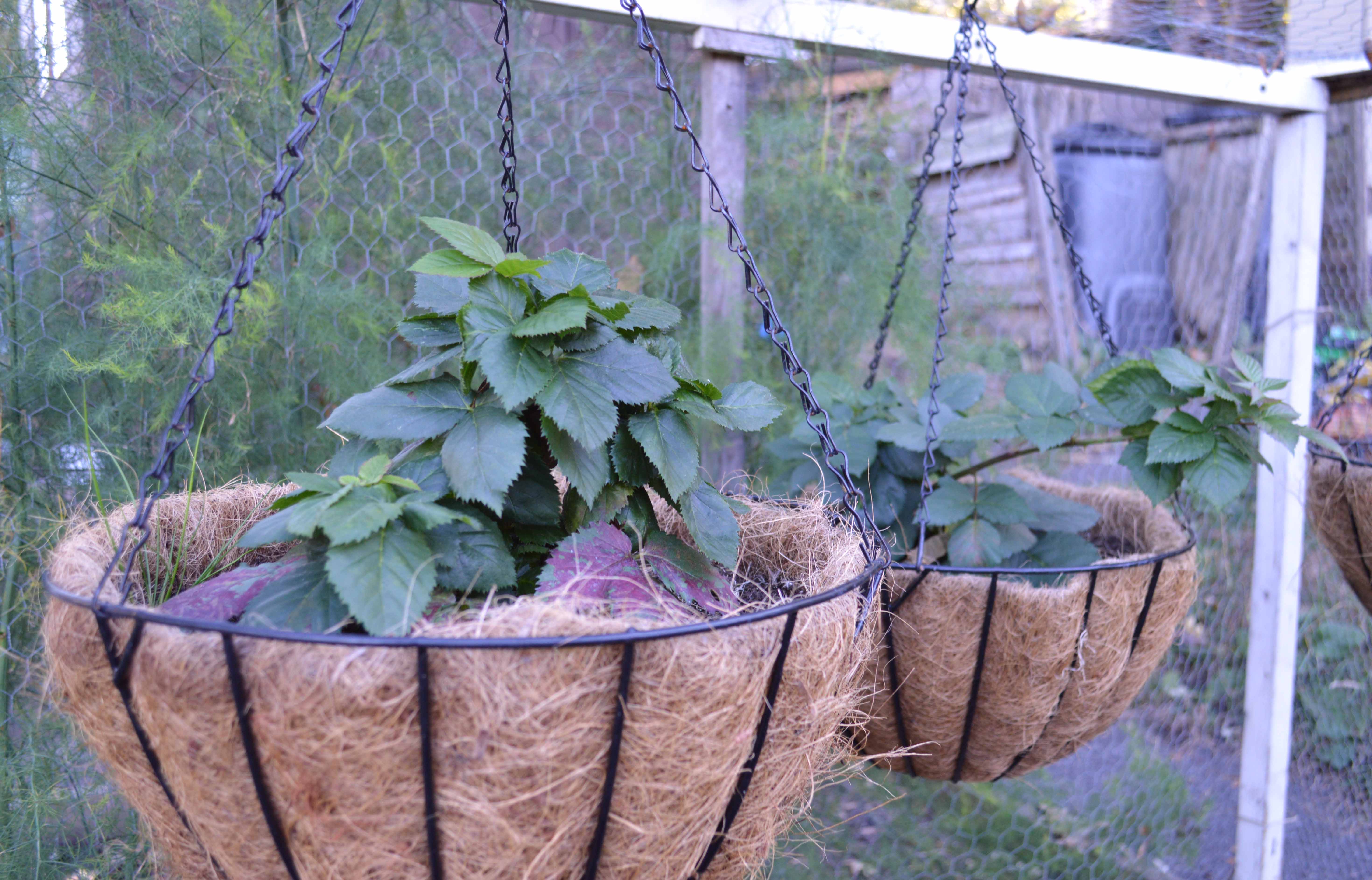 Blackberry Cascade – The Event Gardener