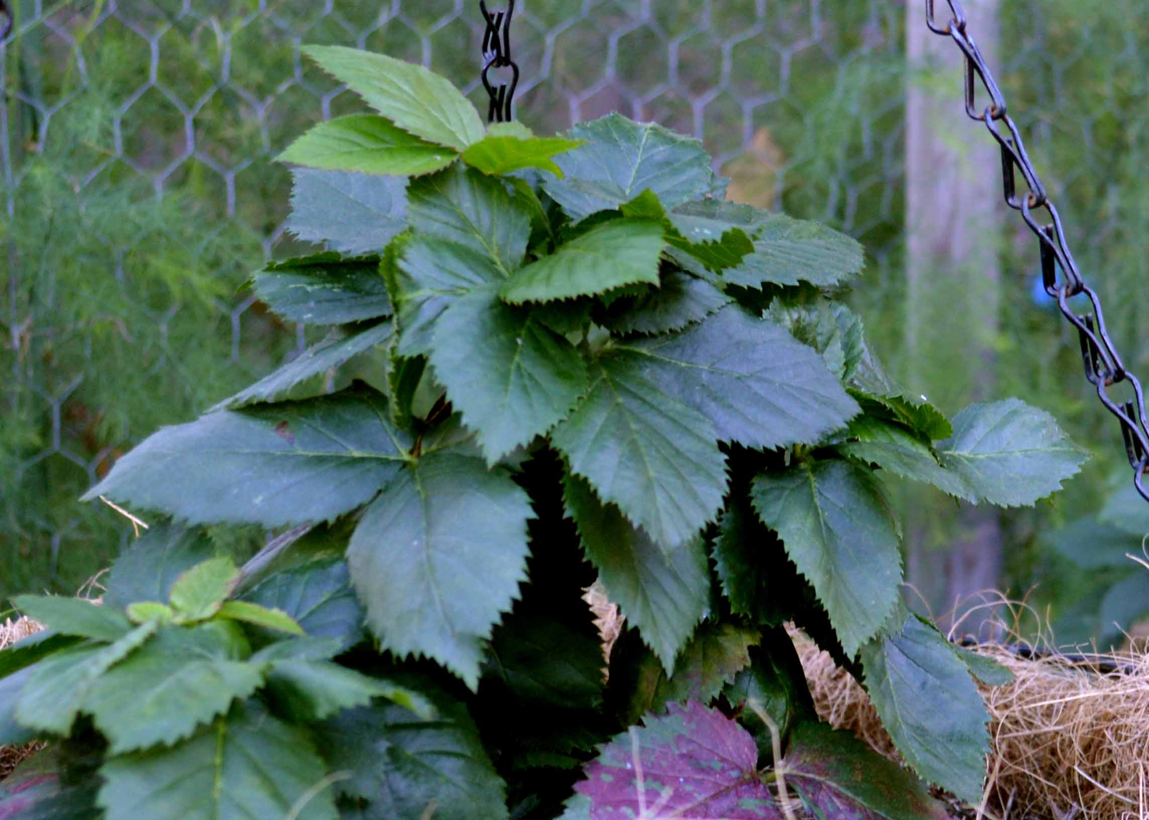 Blackberry Cascade – The Event Gardener